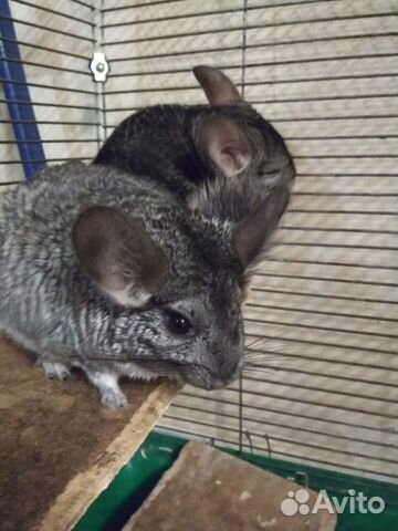 Шиншиллы безвозмездно