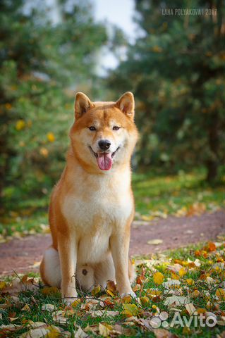 Кобель для вязки Сиба Ину (Шиба Ину)