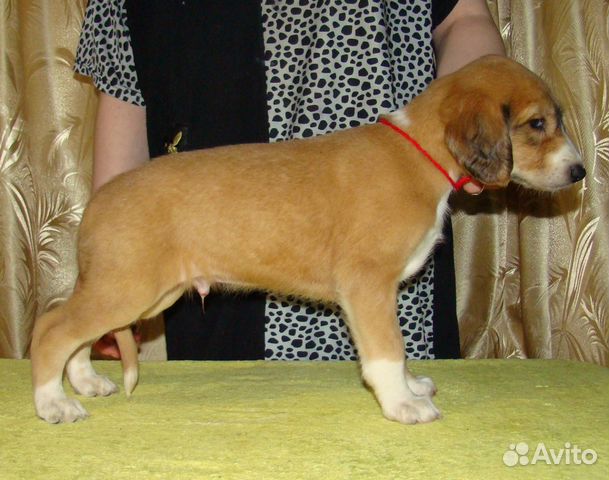 Салюки великолепные породистые щенки, РКФ