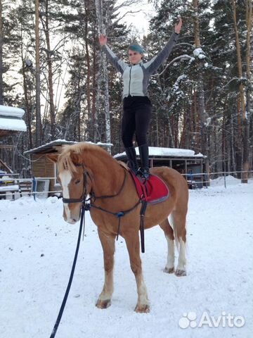 Яркий, крепкий мерин