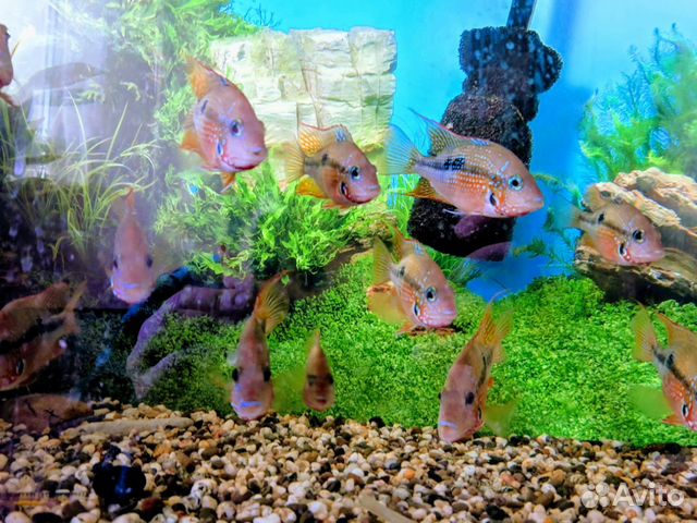 Цихлазома элиота