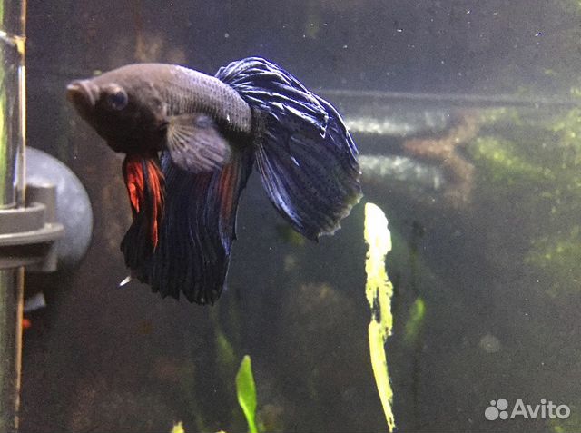 Рыбка петушок betta splendens