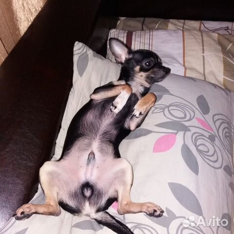 Мини чих для вязки