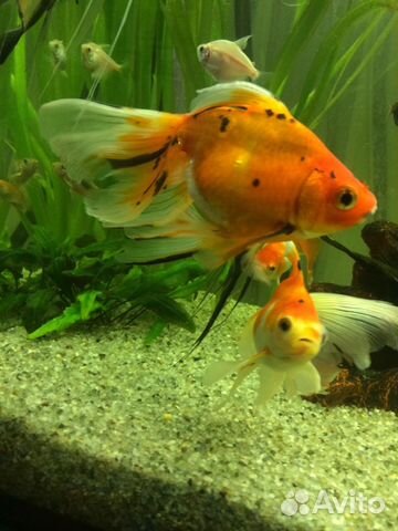 Золотые рыбки и сомы