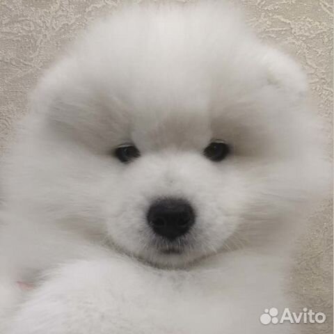 Веселые щенки самоеда