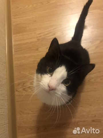 Кот 2 лет в добрые руки