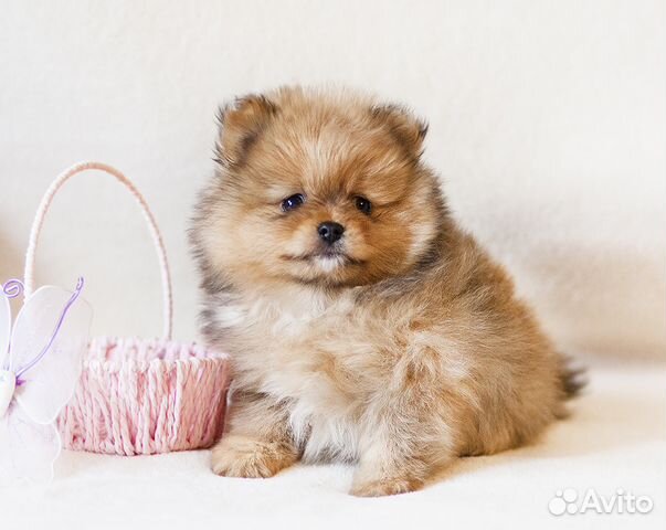 Шпиц девочка Красотуля Мини кроха