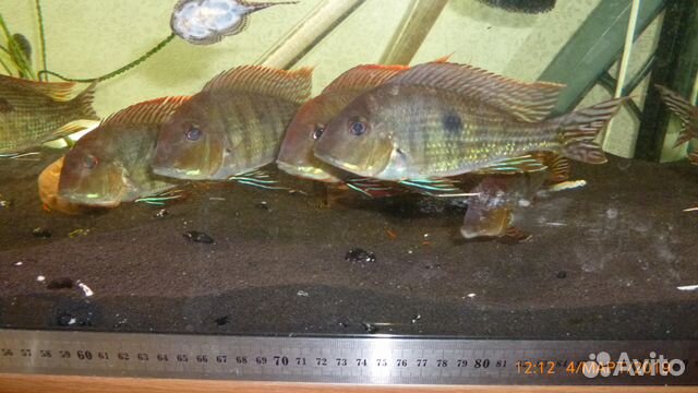 Геофагус красноголовый тападжос