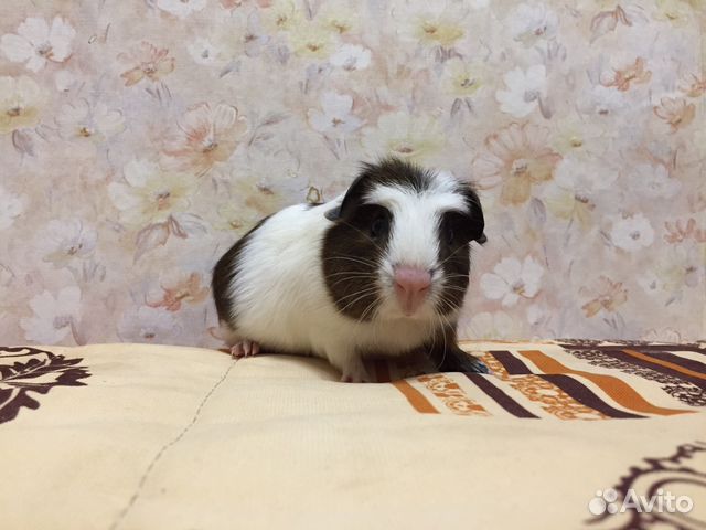 Морская свинка мальчик цветной крестед