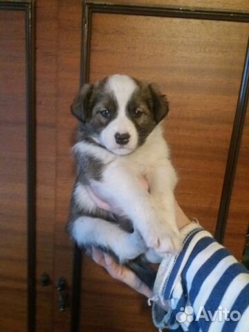 Малышка в добрые руки