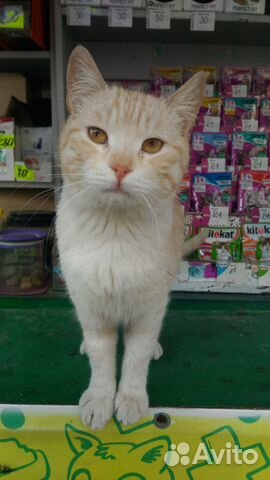 Персик очень хочет домой Ищем дом