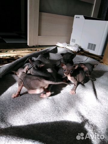 Канадский сфинкс