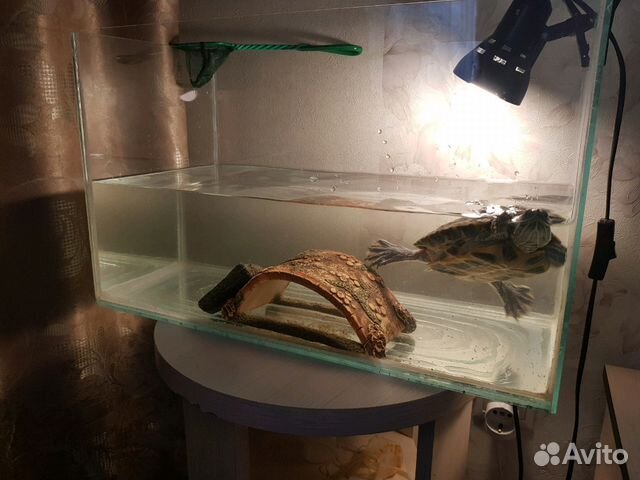 Красноухая водная черепаха