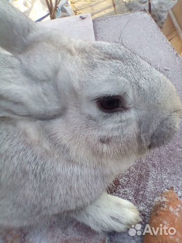 Самец на племя