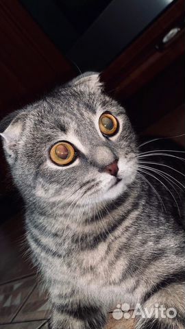 Кот на вязку