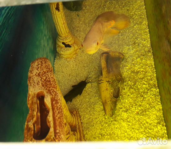 Астранотус альбинос