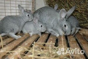 Продам крольчат
