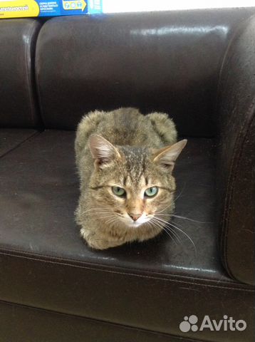 Кот Феликс ищет дом