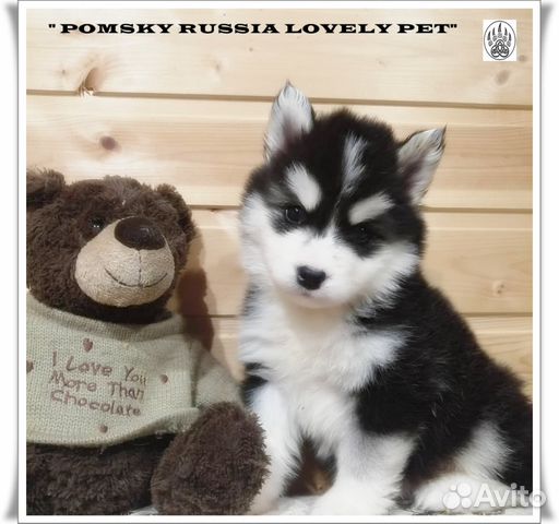 Помски мини хаски