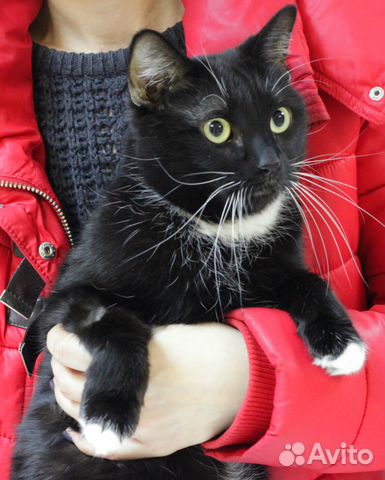 Ищем дом кошечка Фиби