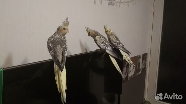 Попугаи кореллы