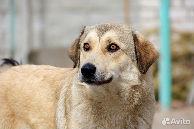 Машенька в добрые руки