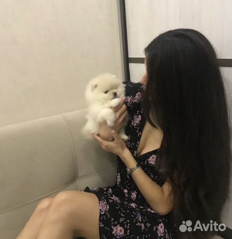 Померанский шпиц