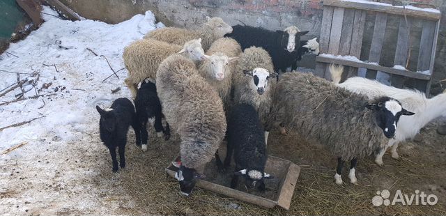 Овцы и бараны романовской породы