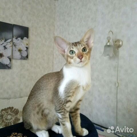 Ориентальная