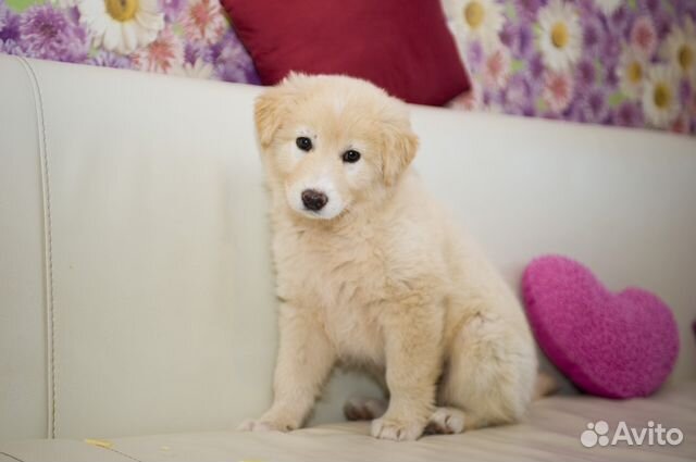 Щенок в дар