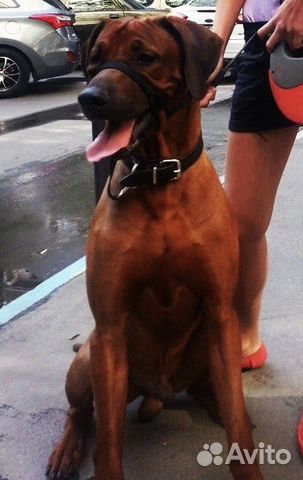 Родезийский риджбек в дар