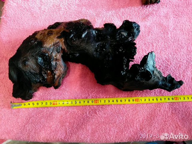 Коряга(мопани)