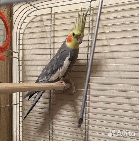 Попугай Корелла