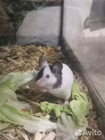 Карликовая крыса-японская мышь