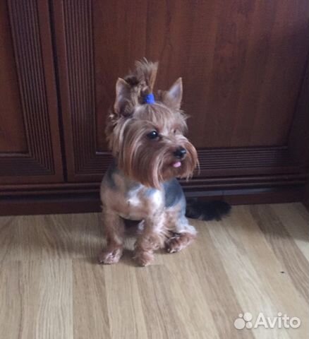 Йоркширский терьер вязка