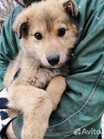 Маленький кобелек в добрые руки