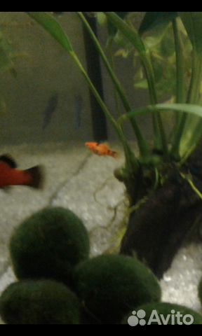 Отдам мальков пецилии