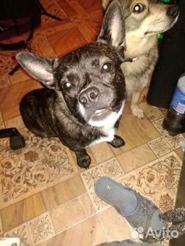 Щенок французского бульдога