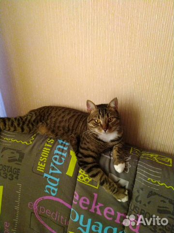 Отдам в хорошие руки кота Мартина