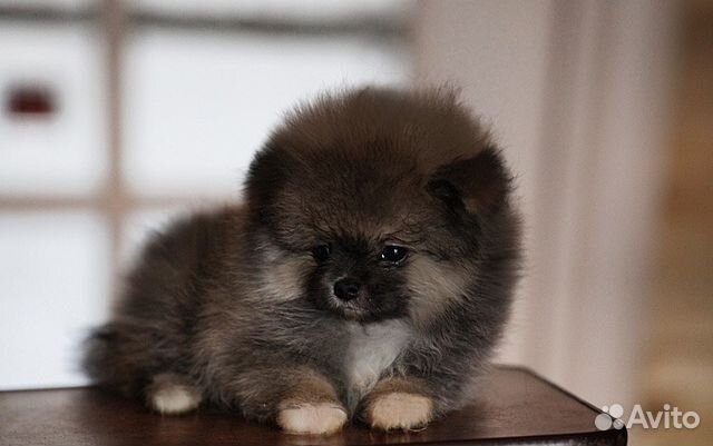 Маленькая принцесса шпиц