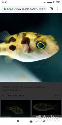 Тетрадон карликовый