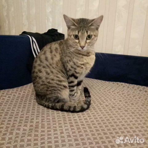 Саванна ф5