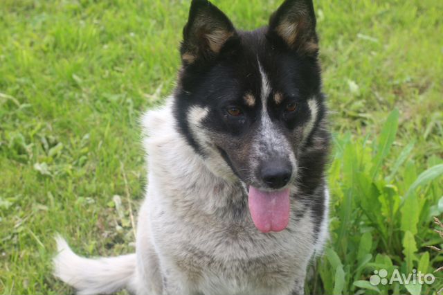 Веста ищет дом