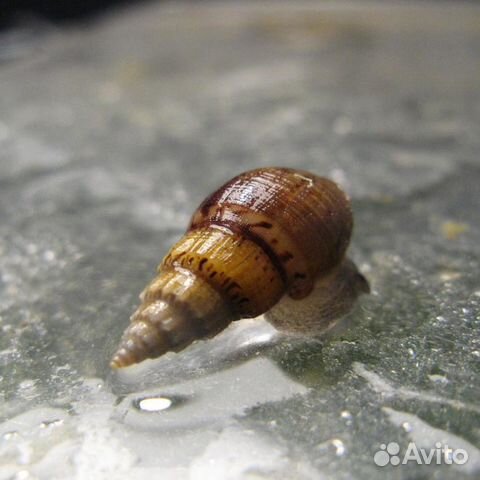 Улитка Мелания