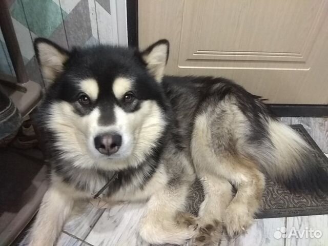 Черный маламут