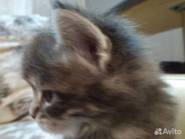 Мейн-кунята