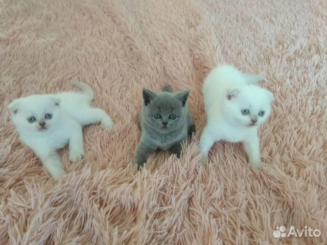 Котята породы шотланцы