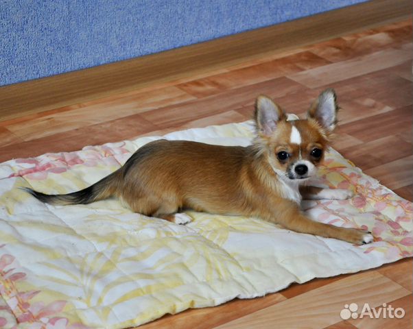 Само очарование