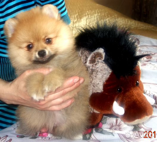 Щенки шпица