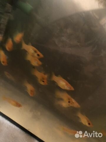 Рыба пицилия